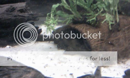 Columbian Spotted Pleco?? | The Planted Tank Forum