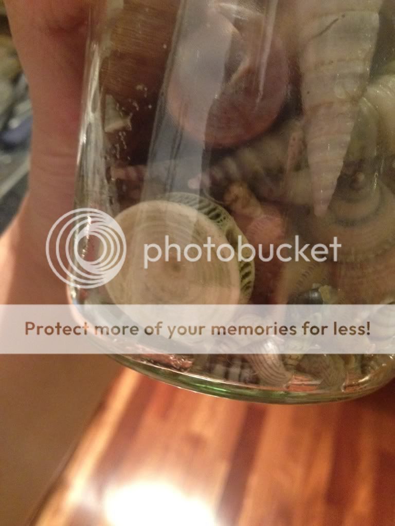 Went shell collecting along the beach and came across this thing. Any ...